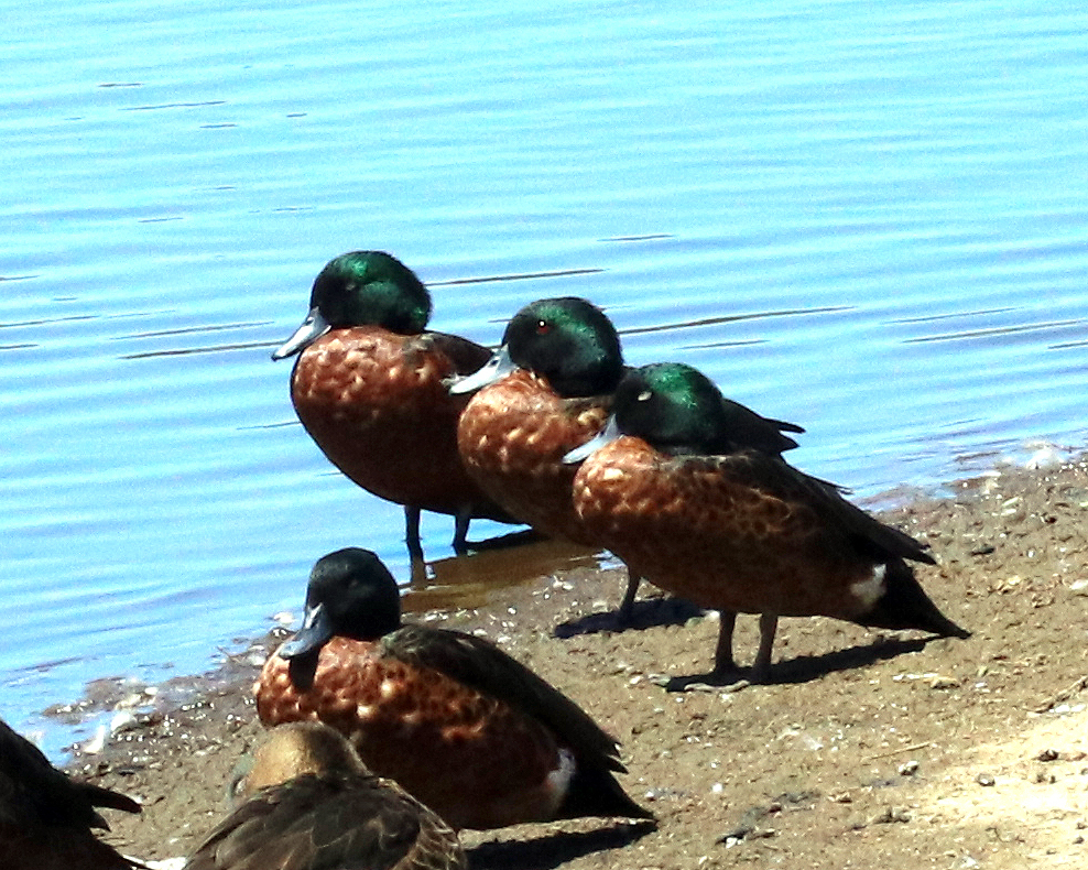 Chestnut Teal from Melbourne VIC, Australia on February 3, 2024 at 02: ...
