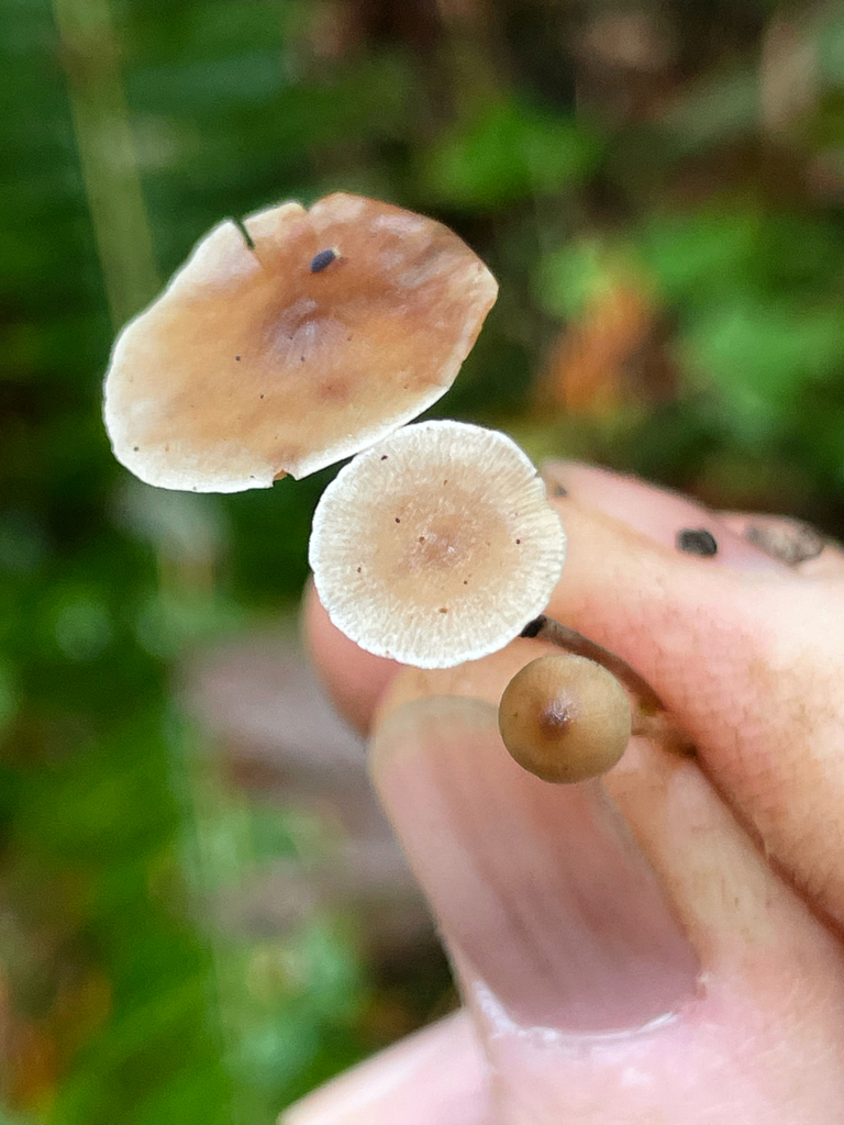 Conifercone Cap in November 2024 by ym_wang_pnw · iNaturalist