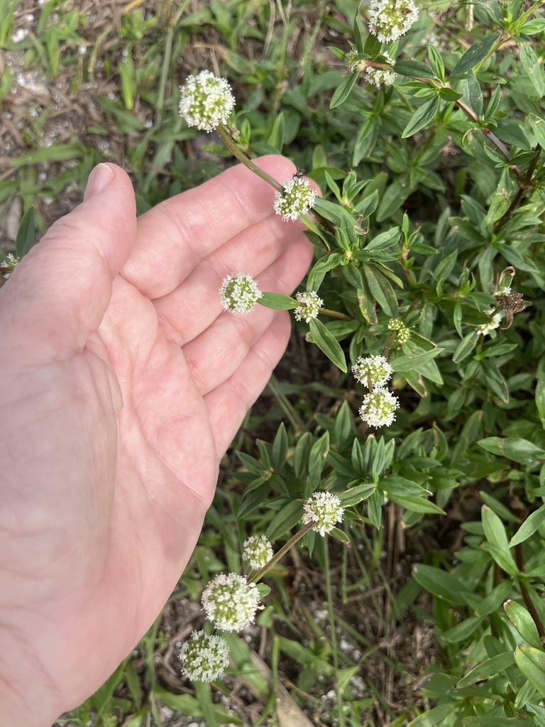 shrubby false buttonweed from Eaton Rd, Edgewater, FL, US on November 5 ...