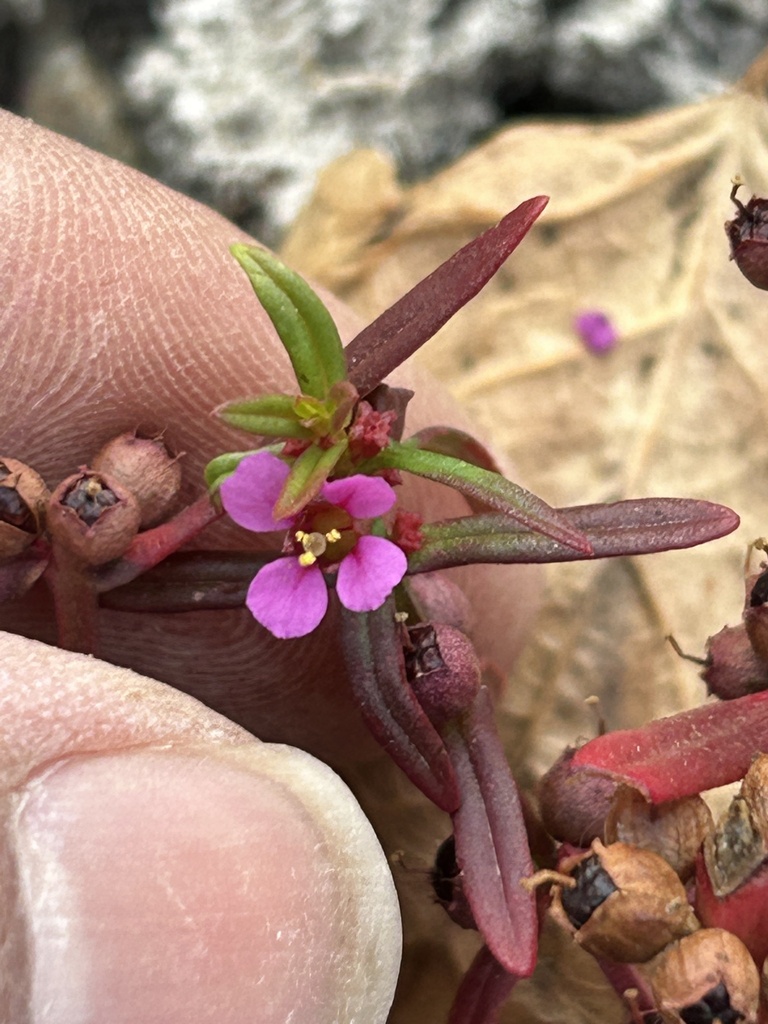 Scarlet Toothcup from Shadow Cliffs Regional Recreation Area ...