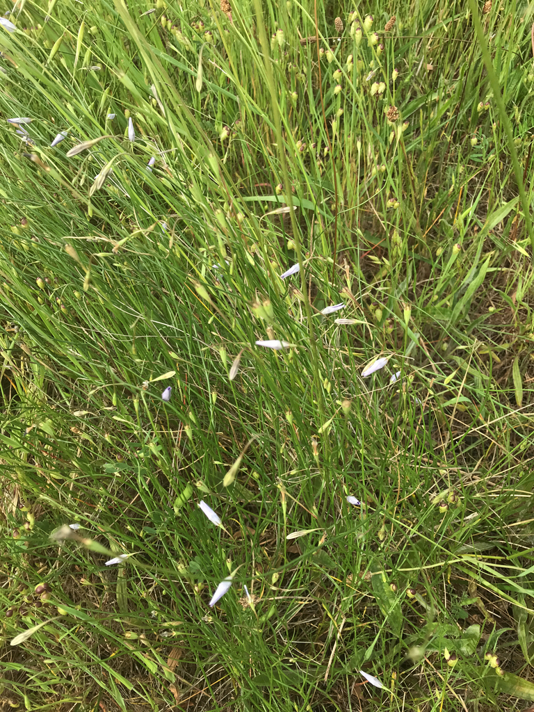 Tufted Bluebell from Creekwood Dr, Craigieburn, VIC, AU on November 6 ...