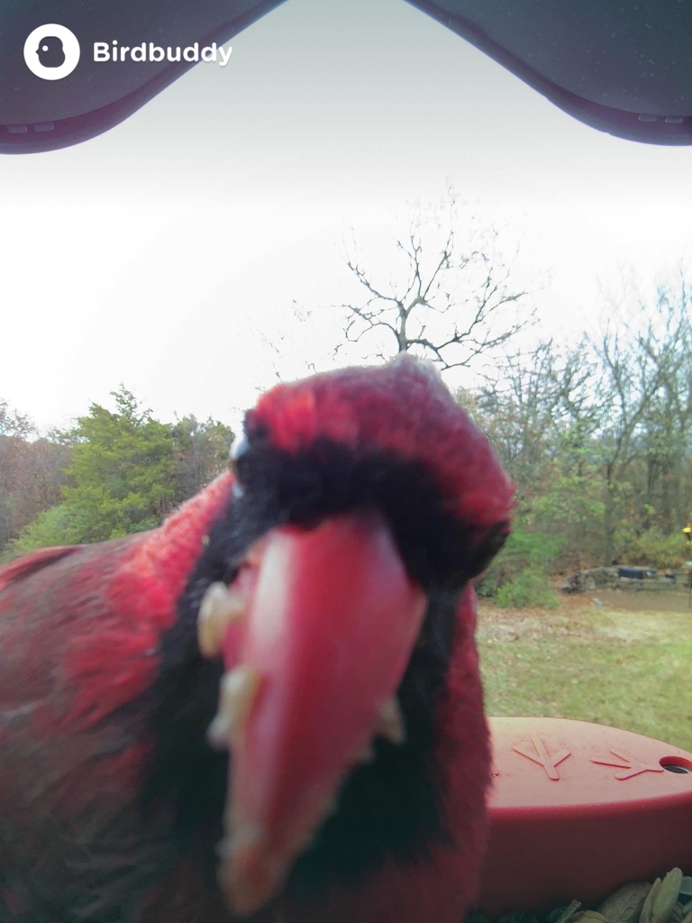 Northern Cardinal in November 2024 by Isaac Lord · iNaturalist