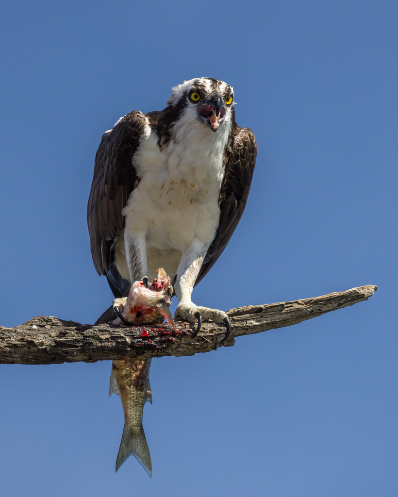 Osprey from Bolsa Chica Ecological Reserve, 18000 CA-1, Huntington Beach, CA 92648, USA on ...