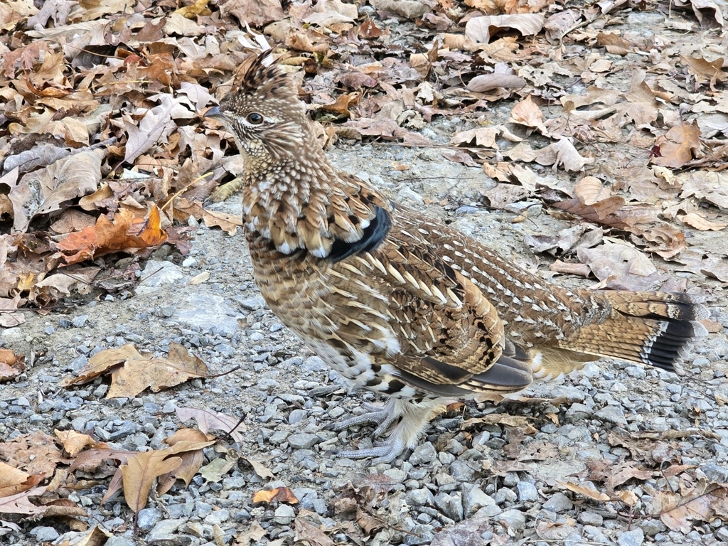 Ruffed Grouse from Duffield, VA 24244, USA on November 05, 2024 at 05: ...
