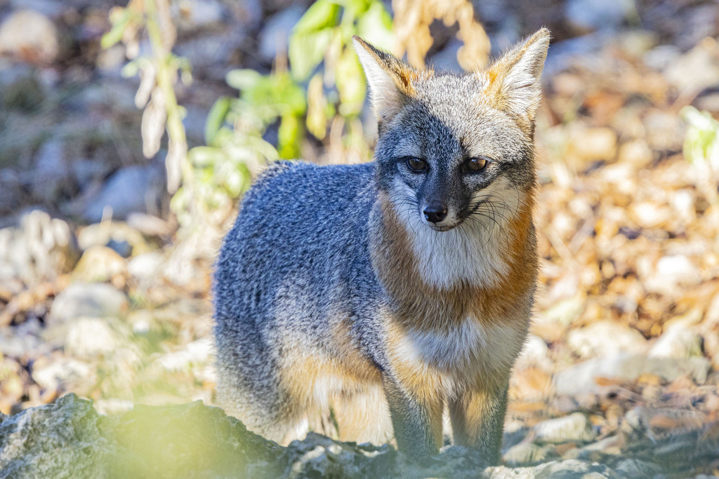 Gray Fox from Canyon Lake, TX, USA on November 5, 2024 at 04:00 PM by ...