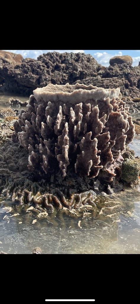 Indo-Pacific Giant Barrel Sponge from Middle Arm, Wickham, NT, AU on ...
