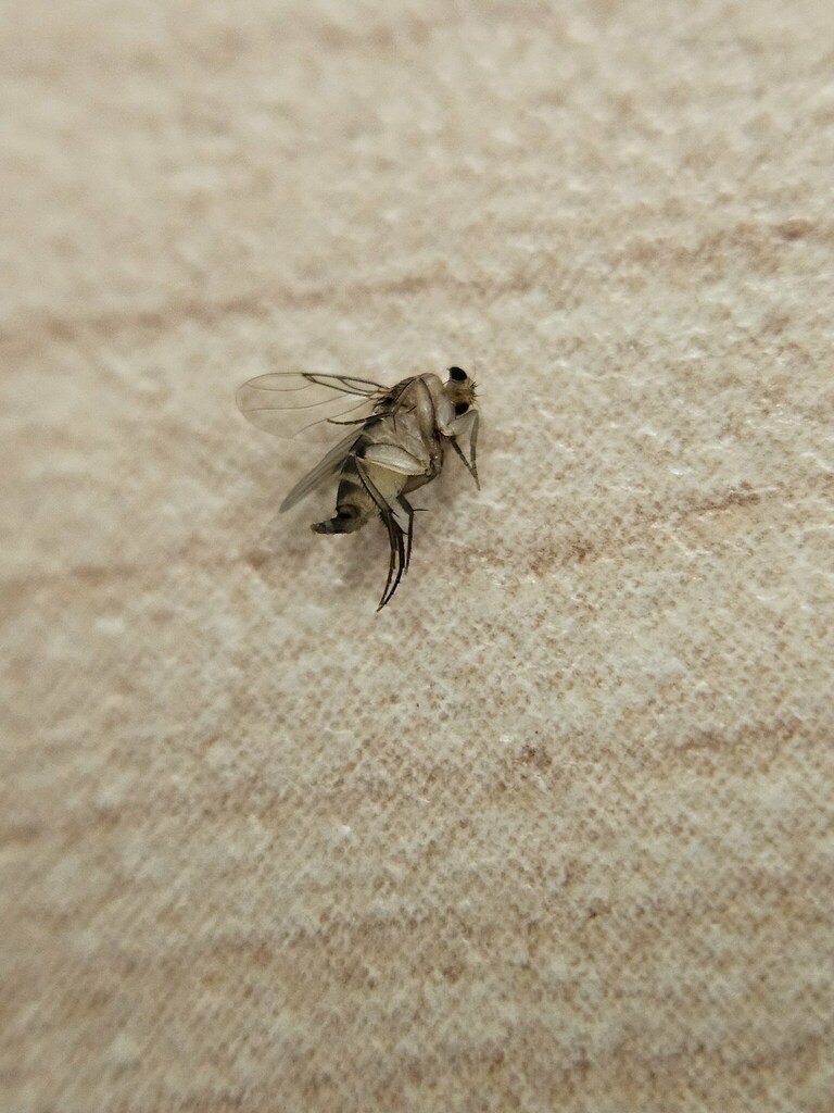 Humpbacked Flies from Kennesaw State University on November 05, 2024 at ...