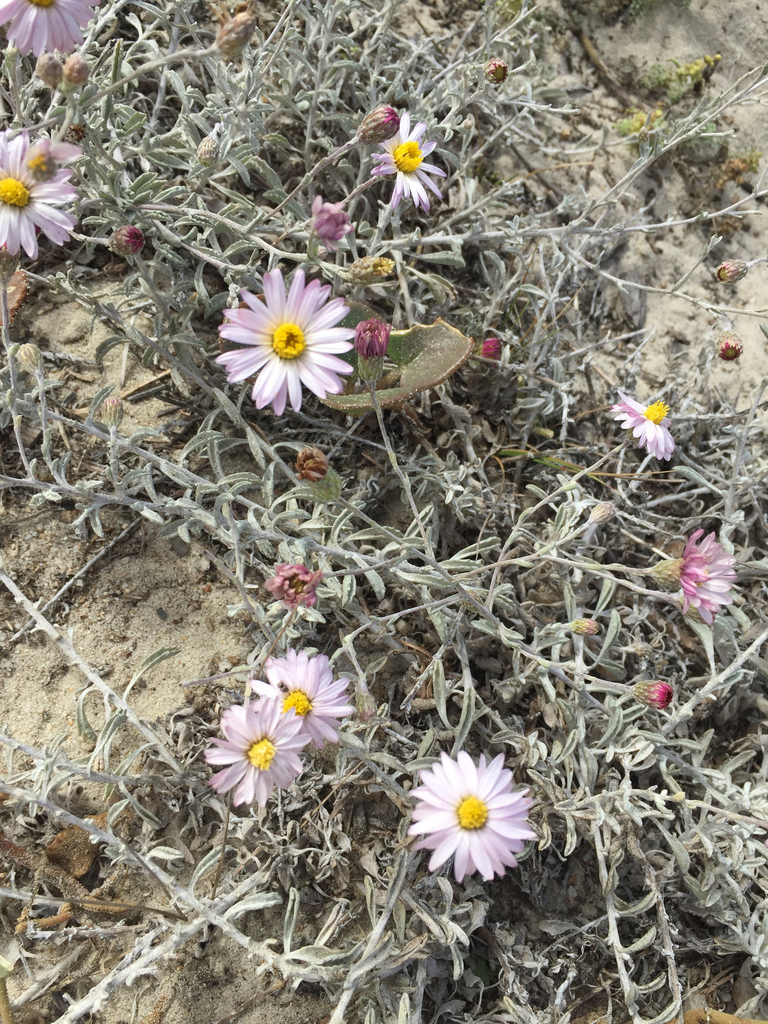 California Aster from 1801–1899 Sunset Dr, Pacific Grove, CA, US on ...