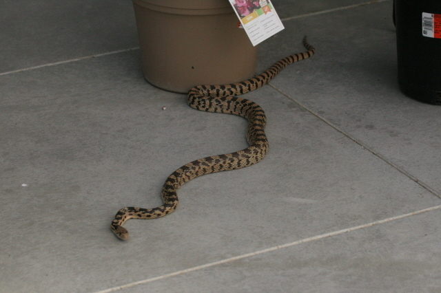 Gopher Snake from Boise, ID, USA on May 26, 2008 at 03:00 PM by ...