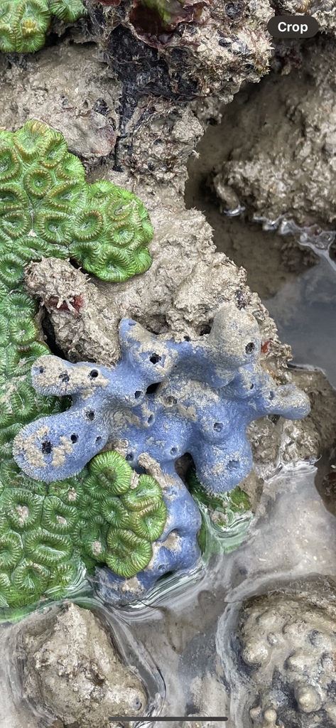 Amphimedon queenslandica from Middle Arm, Wickham, NT, AU on November 6 ...