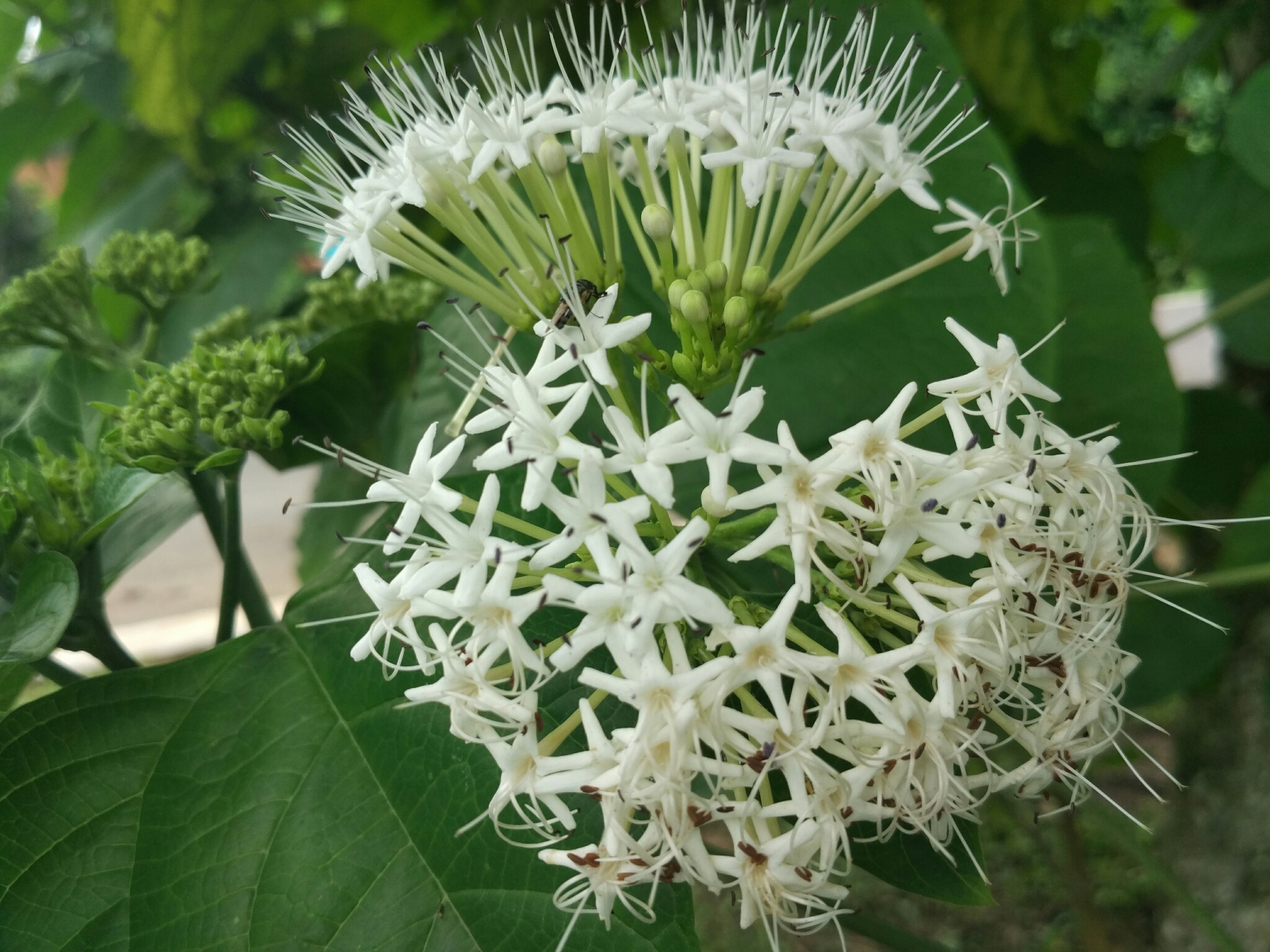 Clerodendrum glandulosum Lindl.