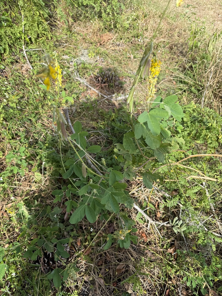Streaked Rattlepod from Chinsegut Wildlife and Environmental Area Trail ...