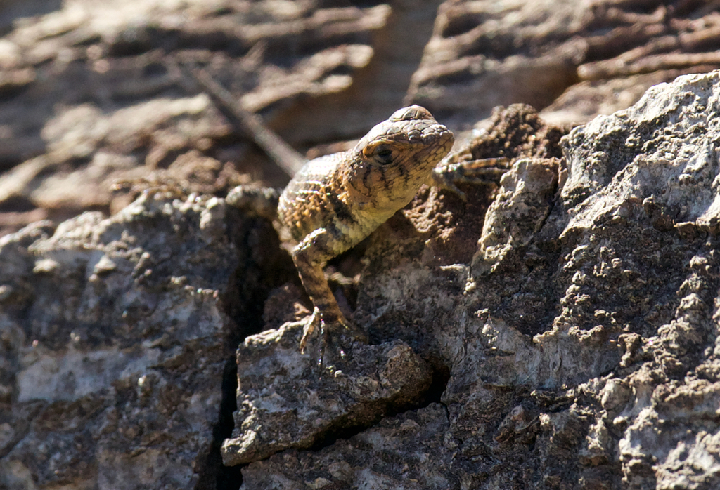 Granite Spiny Lizard from San Diego County, CA, USA on November 5, 2024 ...