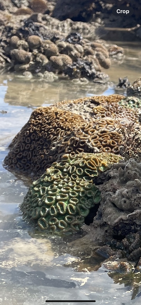 Dipsastraea from Middle Arm, Wickham, NT, AU on November 06, 2024 at 10 ...