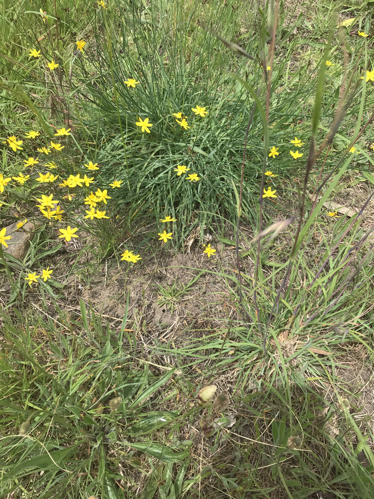 yellow rush-lily from Olympic Way, Craigieburn, VIC, AU on November 6 ...
