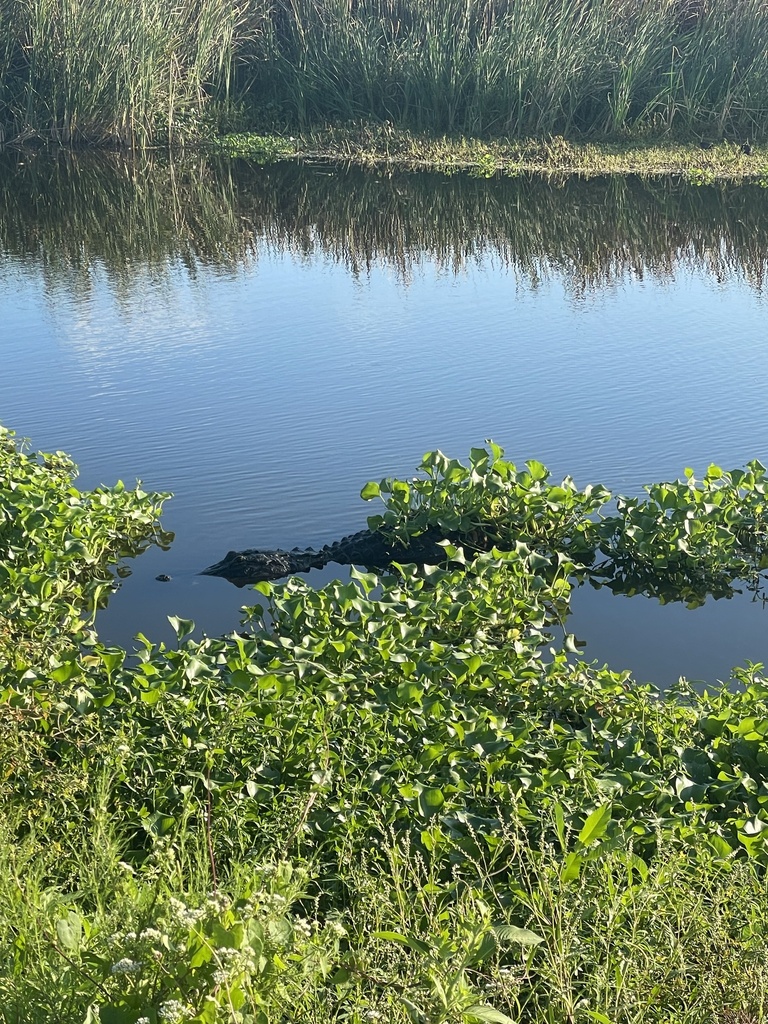 American Alligator from Paynes Prairie Preserve State Park, Gainesville ...
