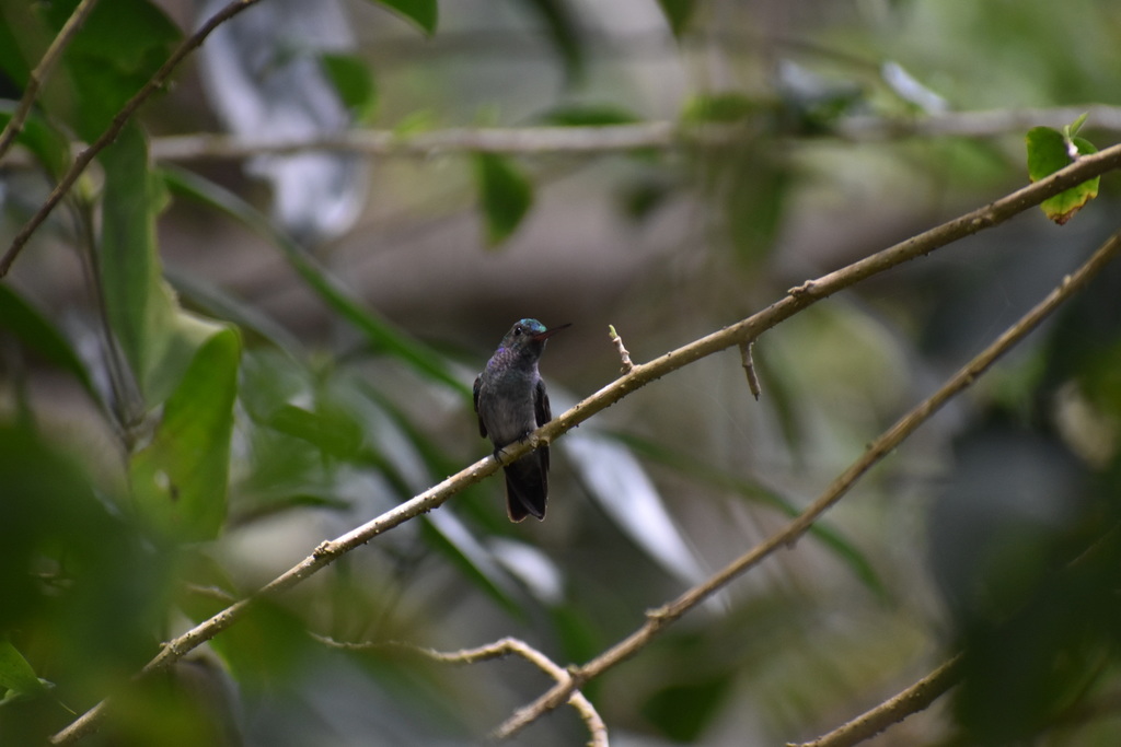 Charming Hummingbird from Puntarenas Province, Costa Rica on April 08 ...