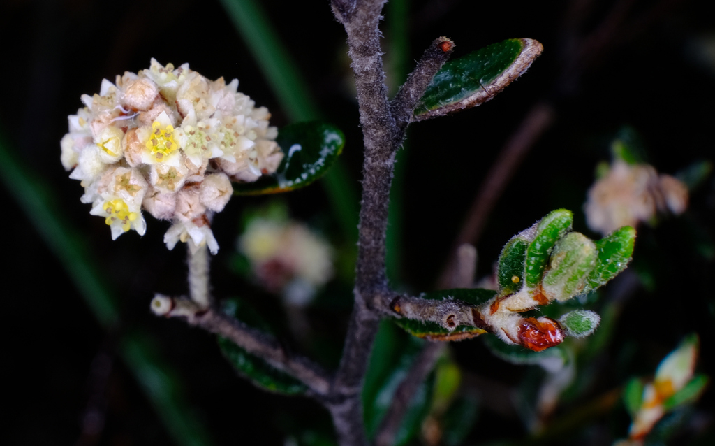 Velvet spyridium from Nurcoung VIC 3401, Australia on October 15, 2024 ...