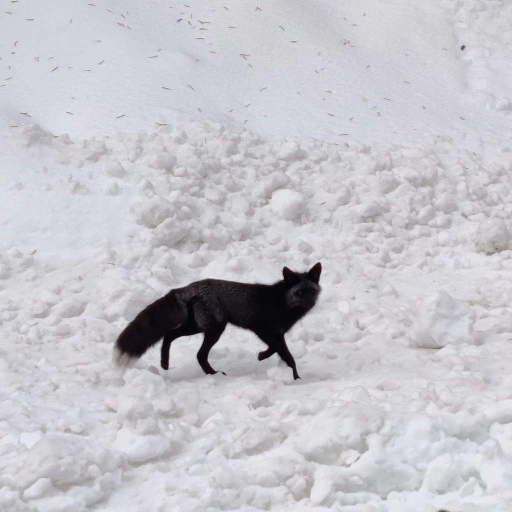 Red Fox from Oregon 97703, USA on November 5, 2024 at 02:30 PM by ...