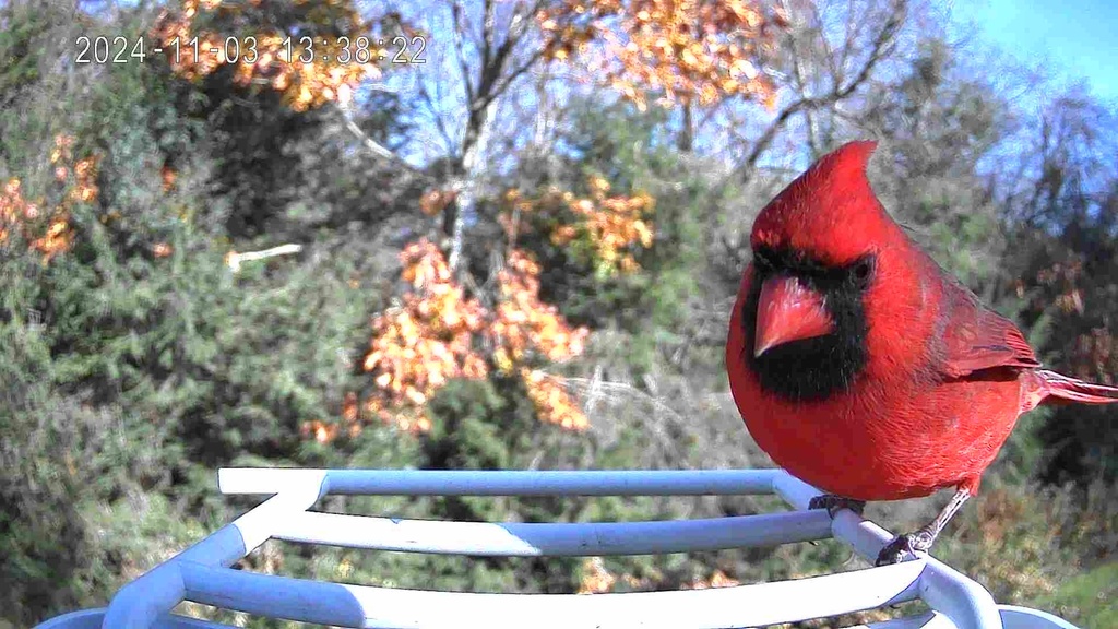 Northern Cardinal in November 2024 by andrewm77 · iNaturalist
