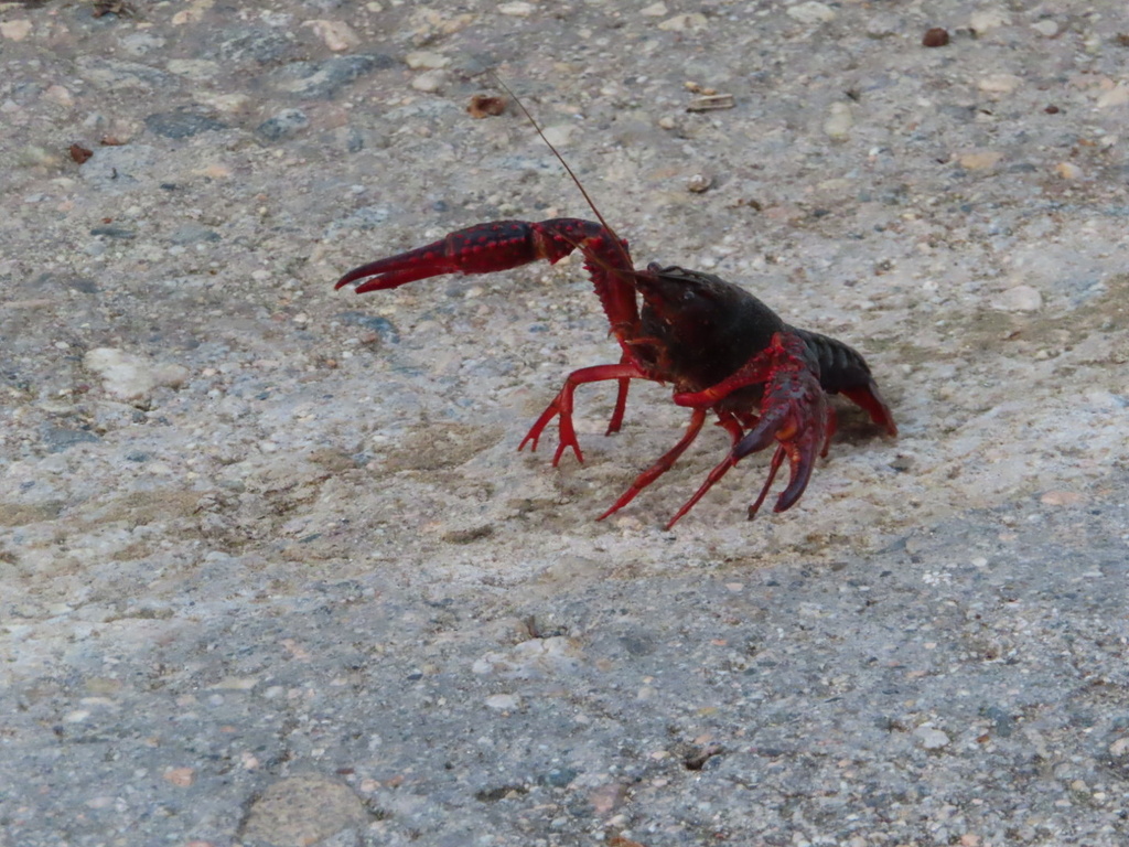 Red Swamp Crayfish from N Coolidge Ave, Los Angeles, CA, US on November ...