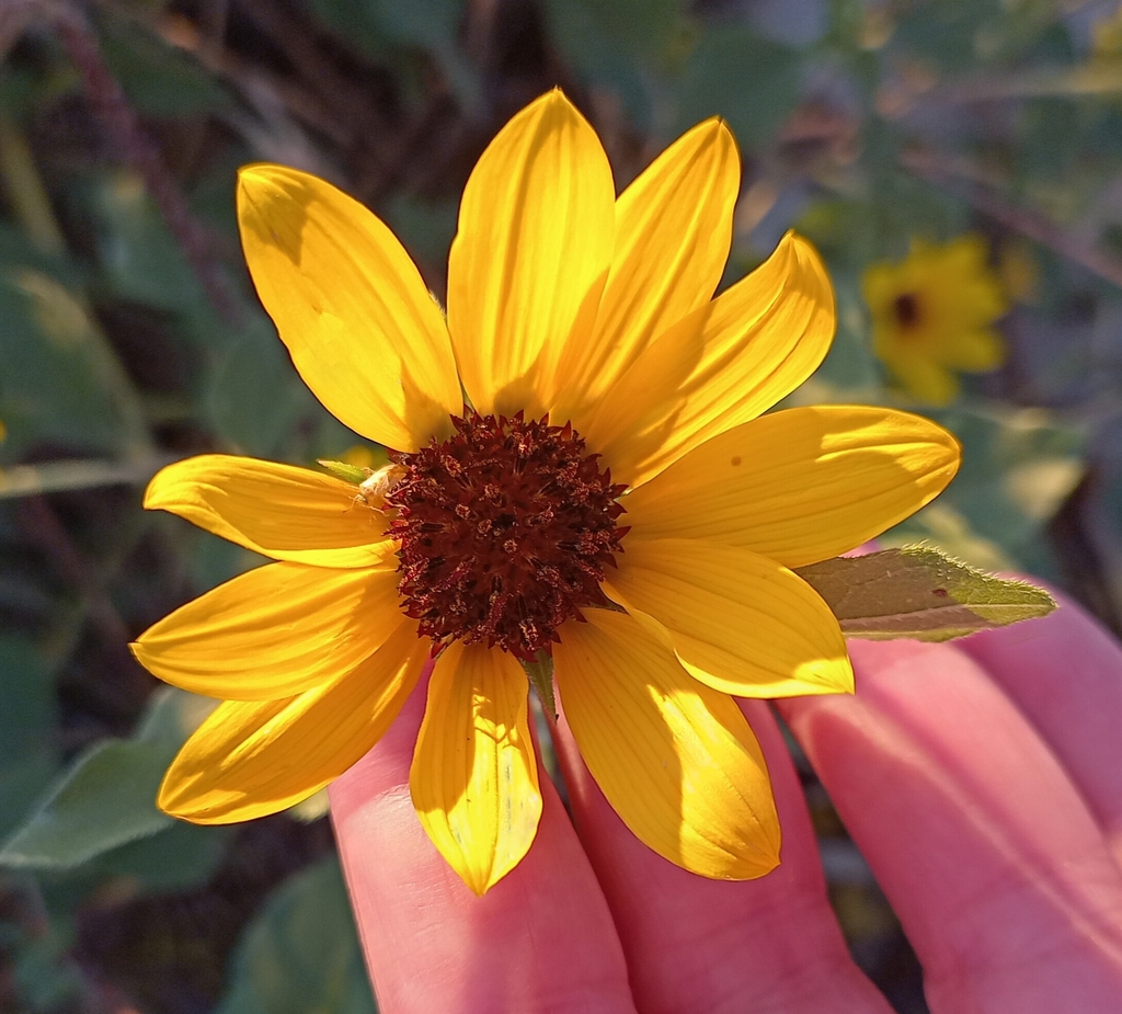 Common Sunflower from Dallas, TX 75238, USA on November 5, 2024 at 05: ...