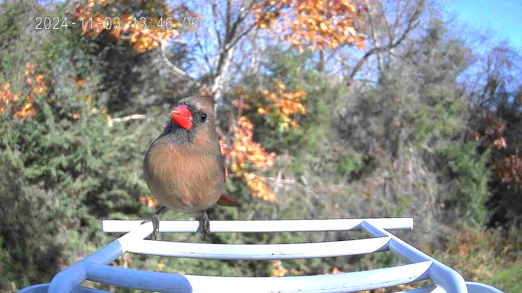 Northern Cardinal in November 2024 by andrewm77 · iNaturalist