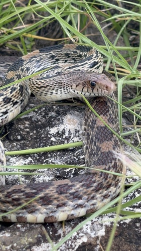 (Pituophis deppei deppei) - Snakes and Lizards