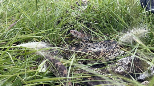 (Pituophis deppei deppei) - Snakes and Lizards