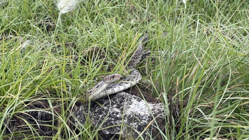 (Pituophis deppei deppei) - Snakes and Lizards