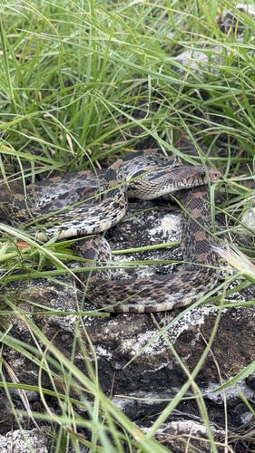 (Pituophis deppei deppei) - Snakes and Lizards