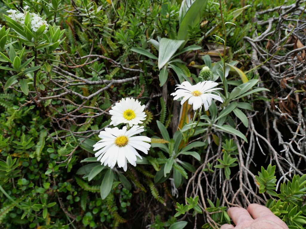 Durietz's Mountain Daisy from Southland District, Southland, New ...