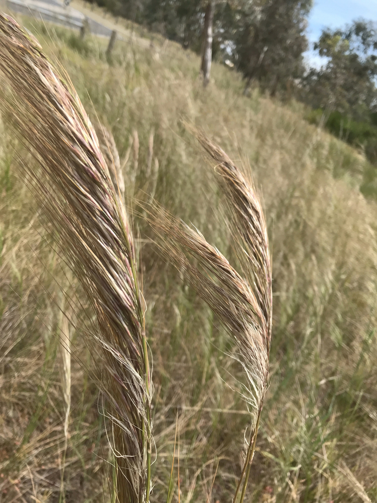 Austrostipa from Beckett Way, Craigieburn, VIC, AU on November 6, 2024 ...