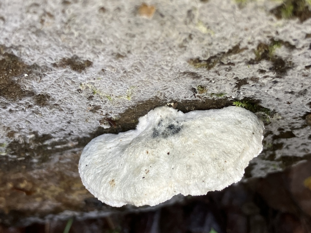 Blue Cheese Polypore from Forest Park, Multnomah County, US-OR, US on ...