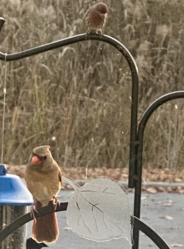 Northern Cardinal from Webster, NY, US on November 5, 2024 at 04:28 PM ...