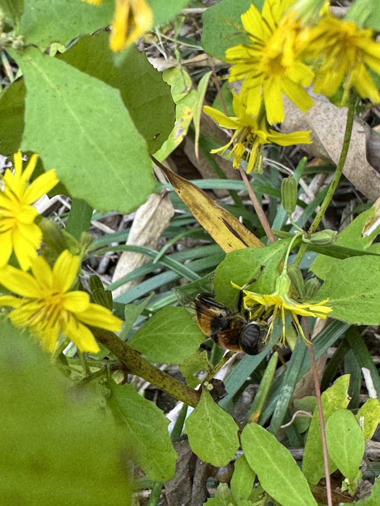 Phytomia zonata from Магоме, Накацугава, Гифу 508-0502, Япония on ...