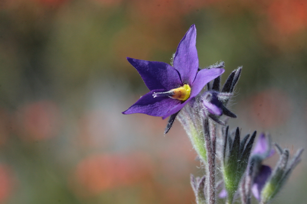 Halgania argyrophylla from Kalbarri National Park WA 6536, Australia on ...