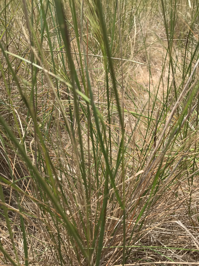 Pooideae from Beckett Way, Craigieburn, VIC, AU on November 6, 2024 at ...