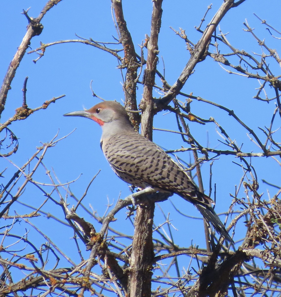 Northern Flicker from San Benito County, CA, USA on November 4, 2024 at ...