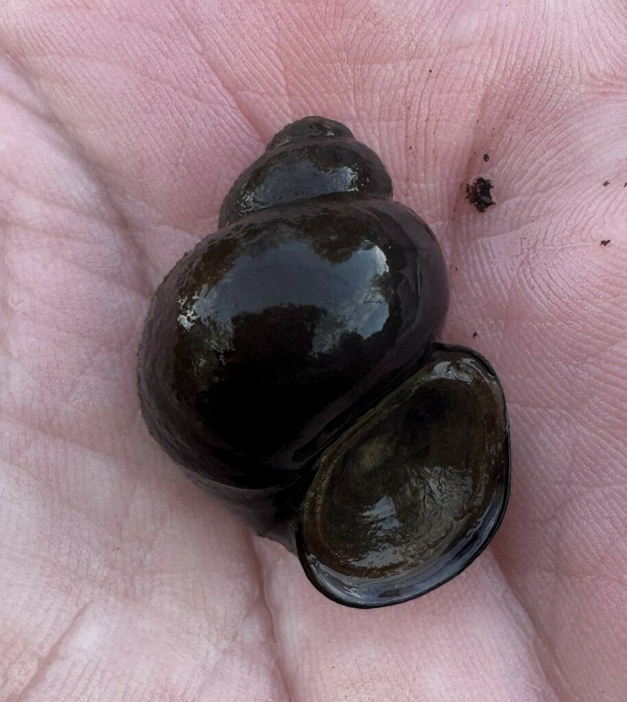 Banded Mystery Snail from Middle Cypress Creek, St. Hwy 157, Lauderdale ...