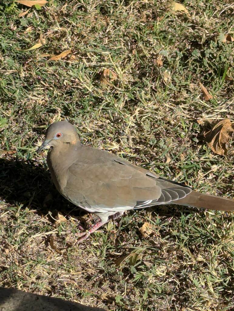 Paloma Alas Blancas desde Alfa, Juárez, Chih., México el 05 de ...
