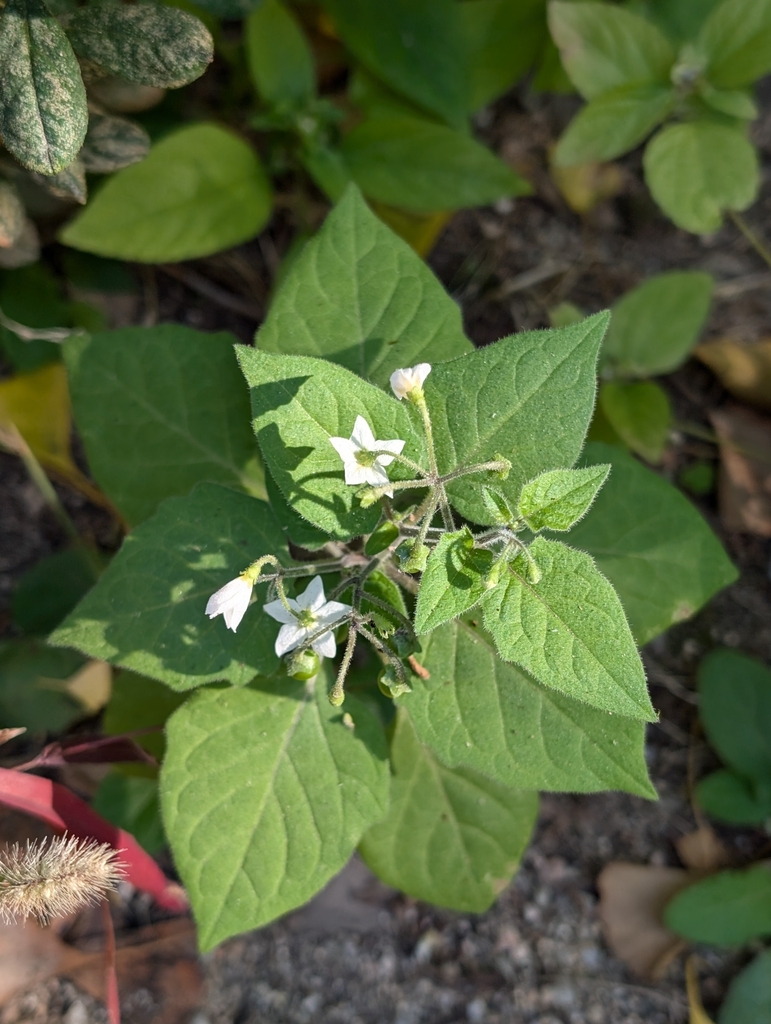 black nightshade from 37 Samcheong-ro, Jongno District, Seoul, South ...