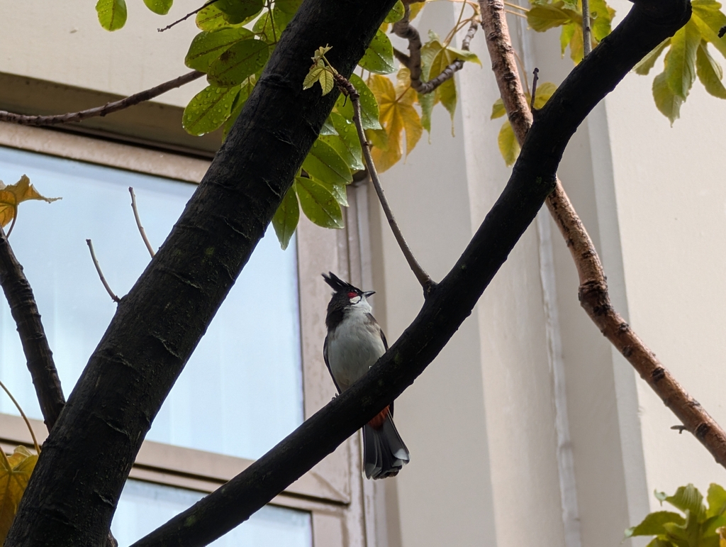 Red-whiskered Bulbul from Manoa, Honolulu, HI, USA on November 5, 2024 ...