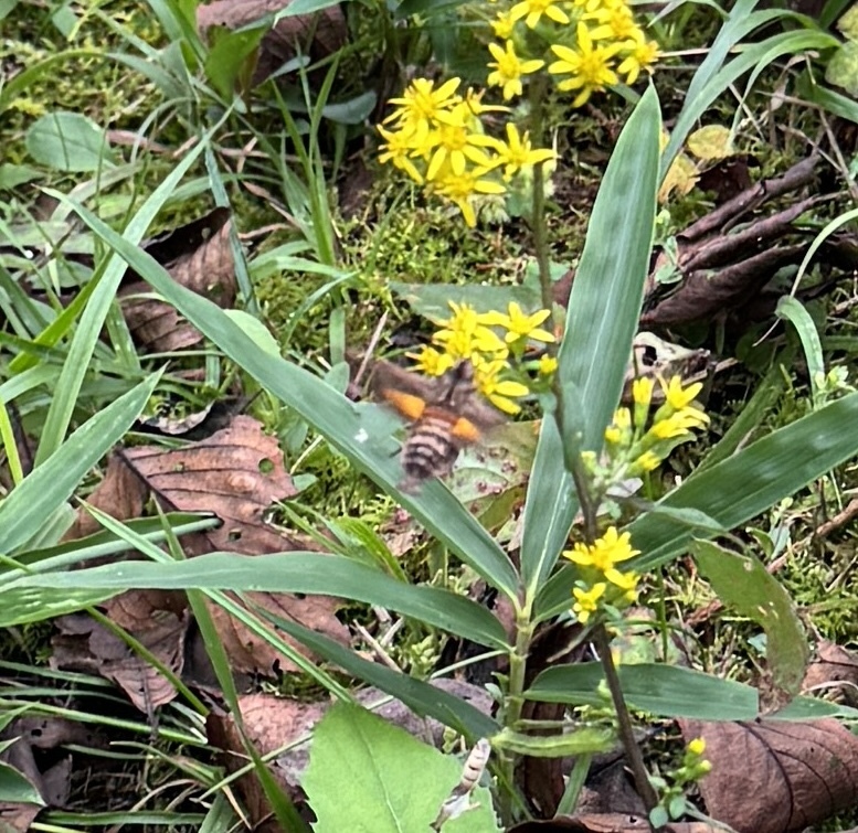 Neogurelca himachala sangaica from Адзума, Нагисо, Повіт Кісо, Нагано ...