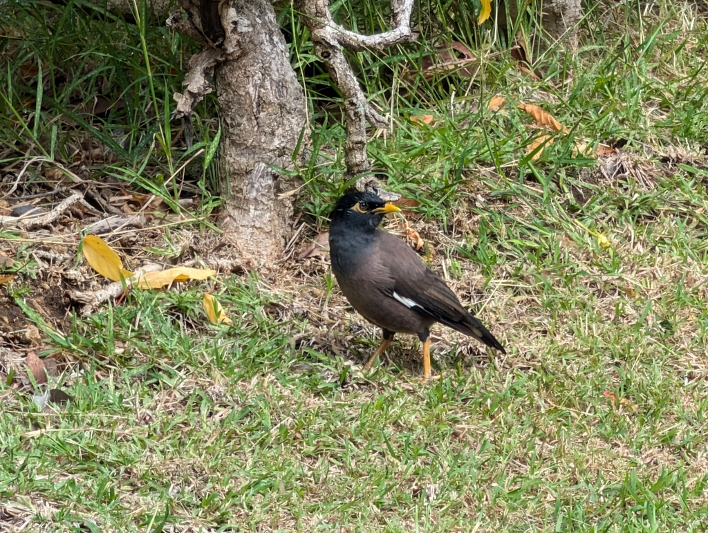 Common Myna from Manoa, Honolulu, HI, USA on November 5, 2024 at 12:42 ...