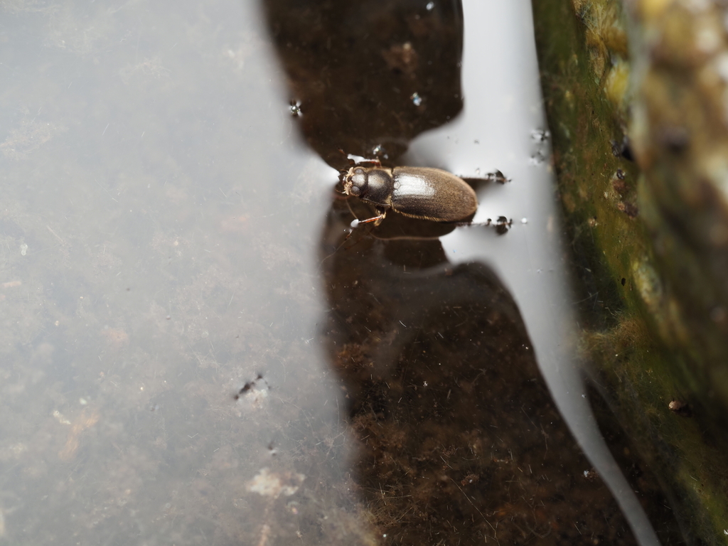 Pelonomus obscurus from Big Pine Key, FL 33043, USA on November 4, 2024 ...