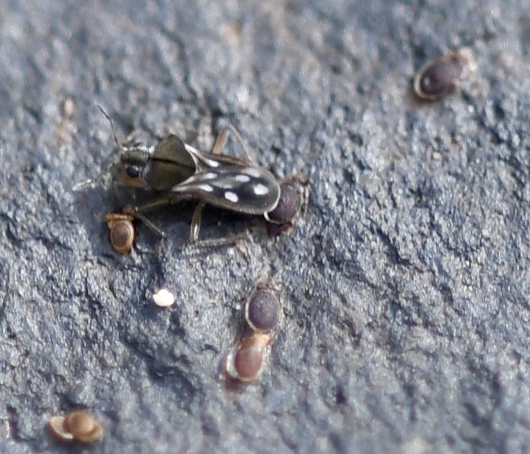 Microvelia pygmaea from 7200 Campinho, Portugal on November 5, 2024 by ...
