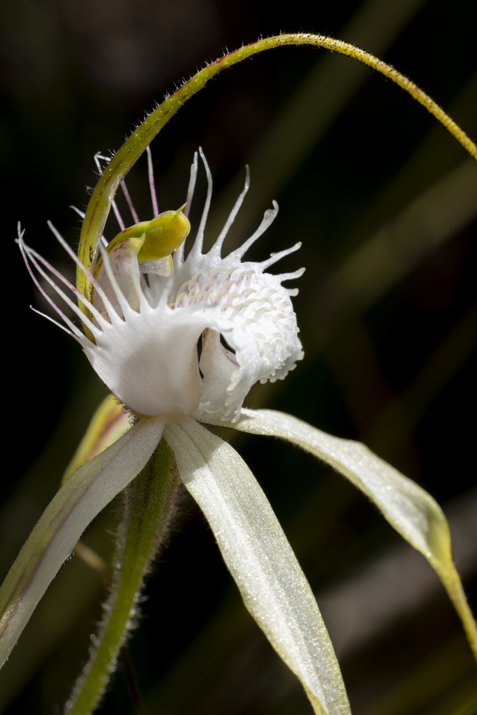 Sandplain White Spider Orchid in October 2024 by Clarissa Human ...