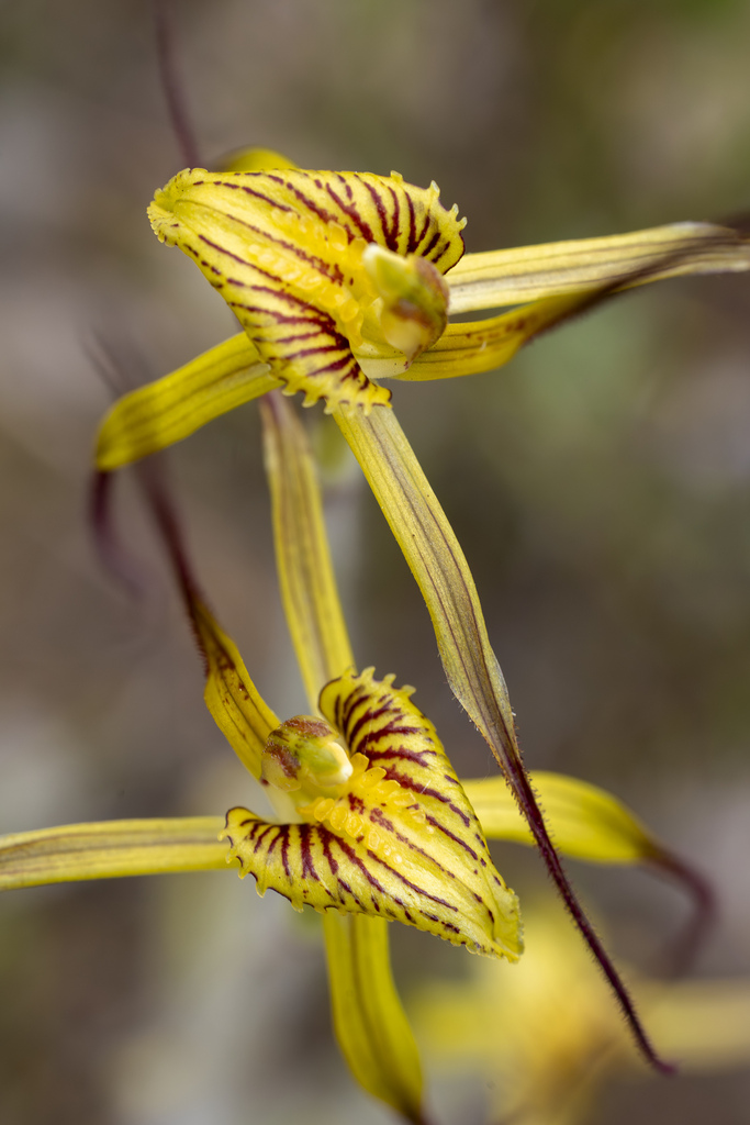 Mustard Spider Orchid in October 2024 by Clarissa Human · iNaturalist