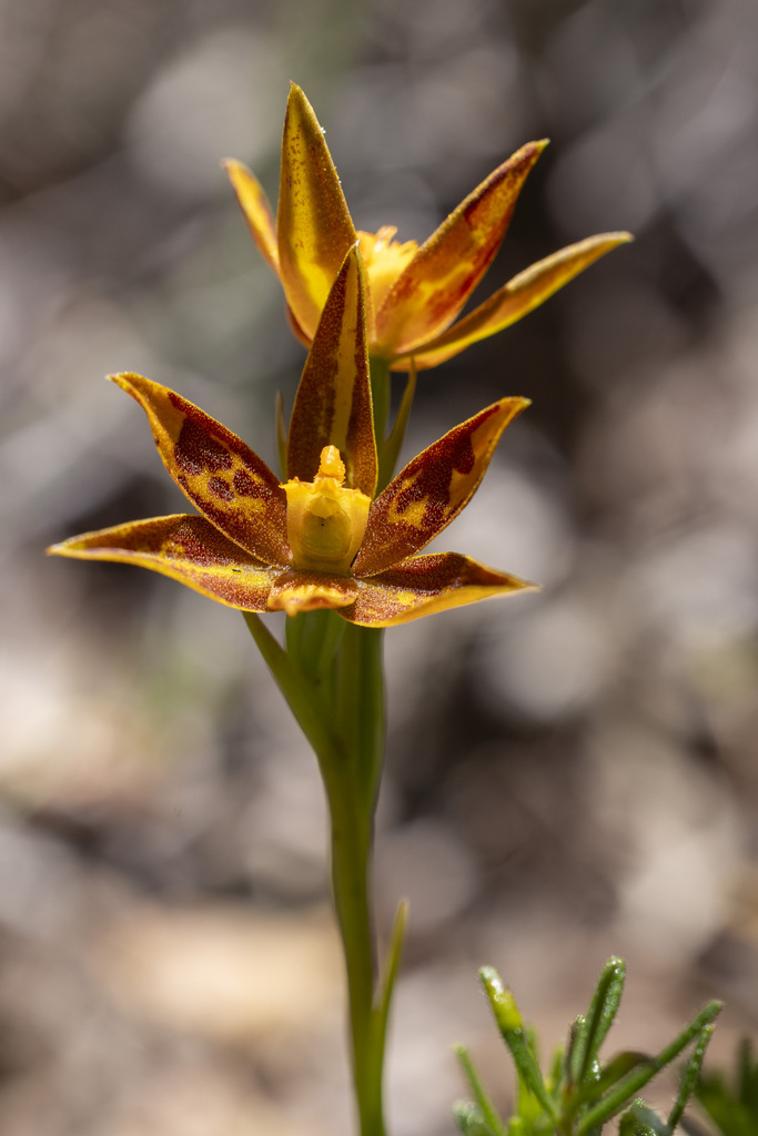 Thelymitra stellata in November 2024 by Clarissa Human · iNaturalist